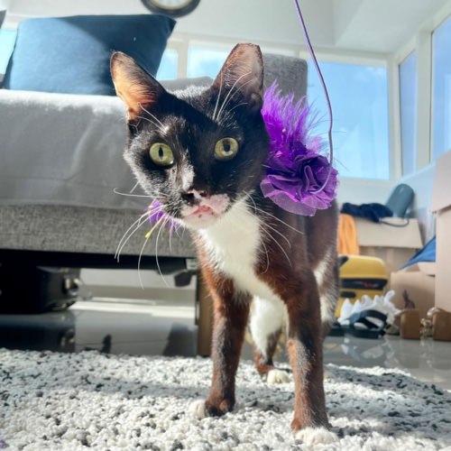 Information Library | Sandy Paws | Global Pet Relocations